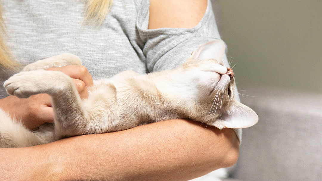 Why Does My Girlfriend Meow? – Shrewdnia