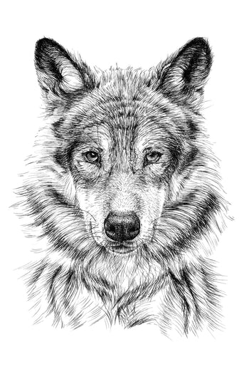 How To Draw A Wolf – Shrewdnia
